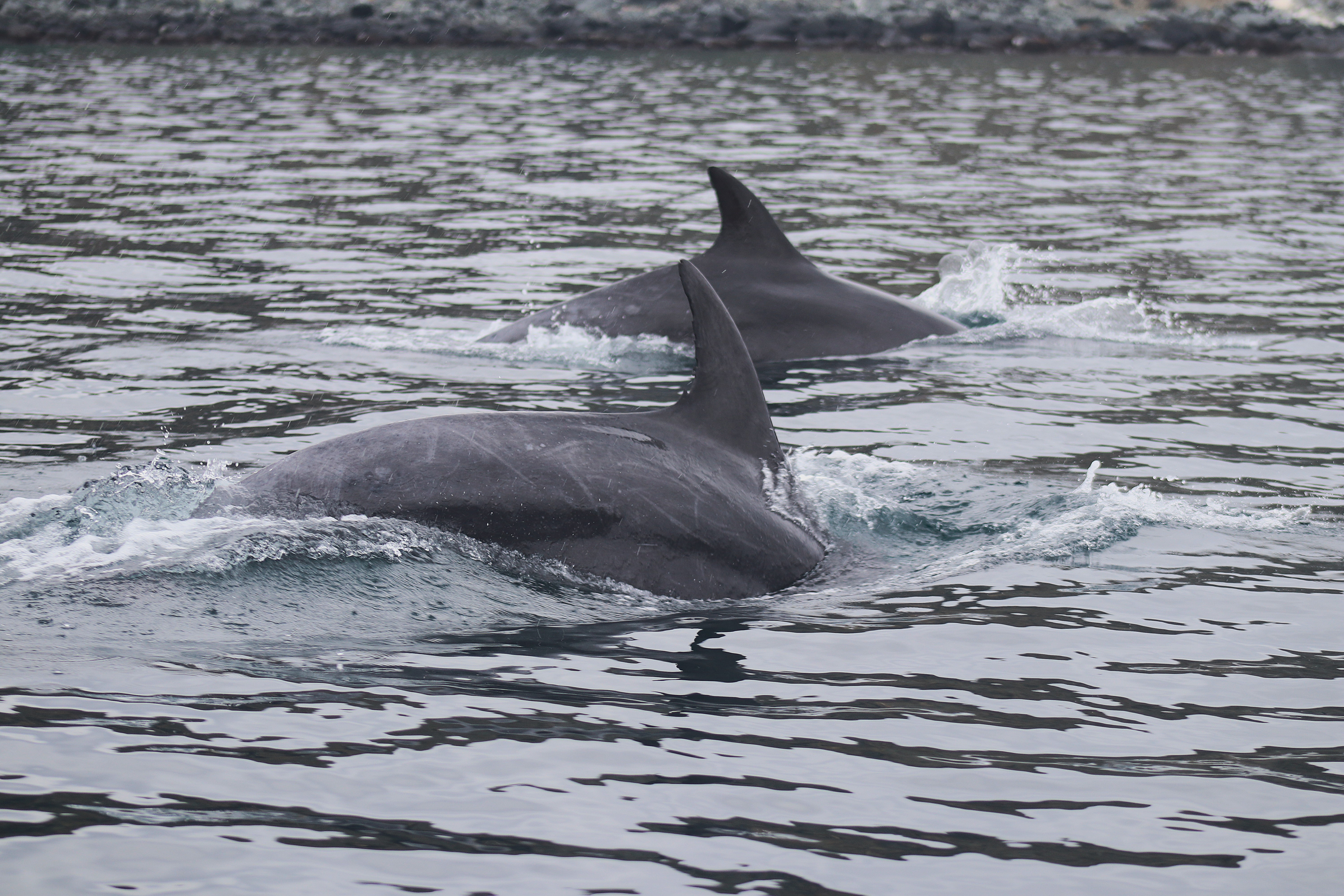 Dominga: una decisión política contra la salud del territorio del ...